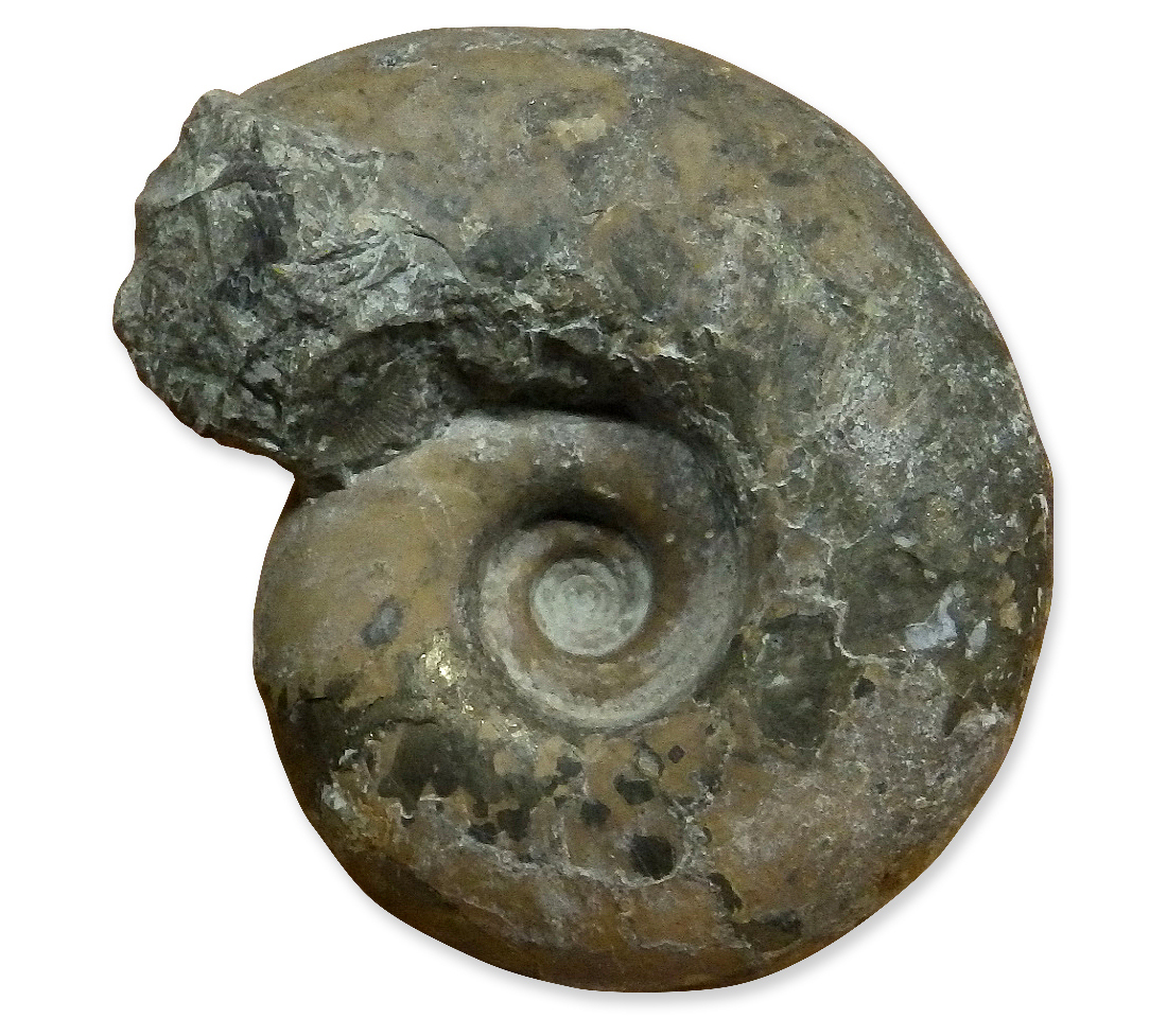 テトラゴニテス・ポペテンシス ｜ むかわ町 恐竜ワールド 【公式サイト】